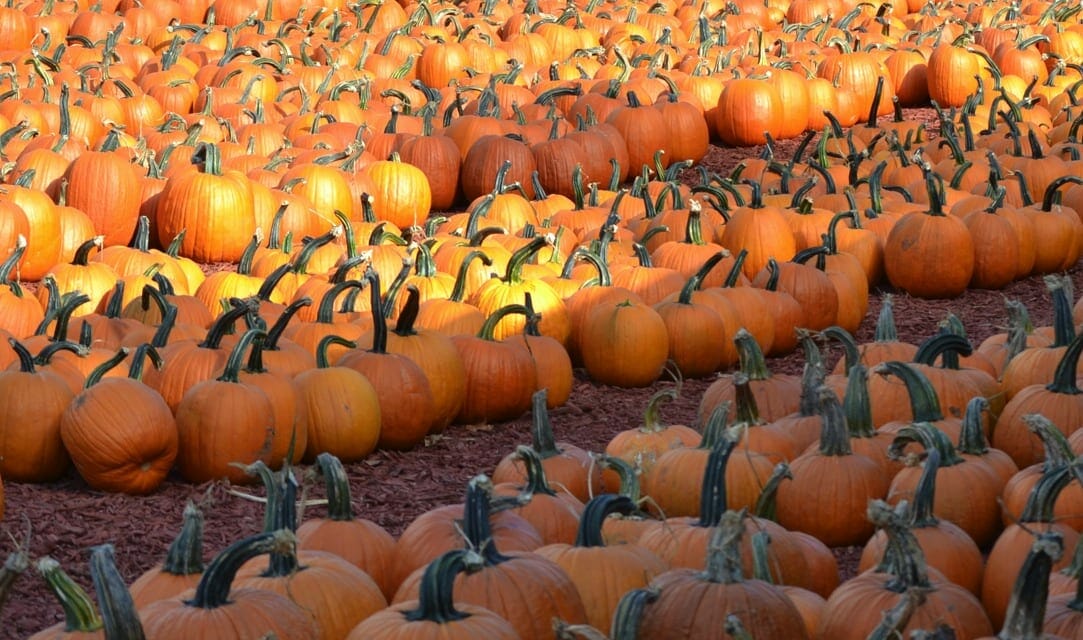 North Georgia Attractions | Things To Do Dawsonville | Atlanta ...